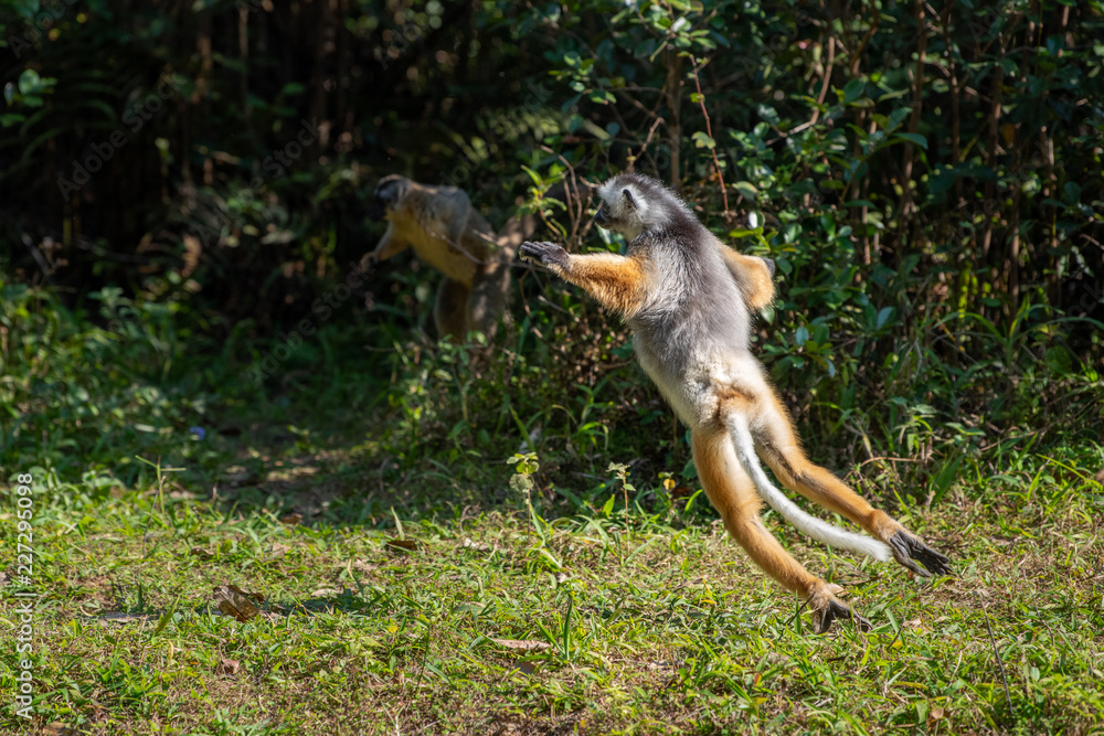 Lemur dancing, cute Diademed Sifaka Lemur in trees and nature ...