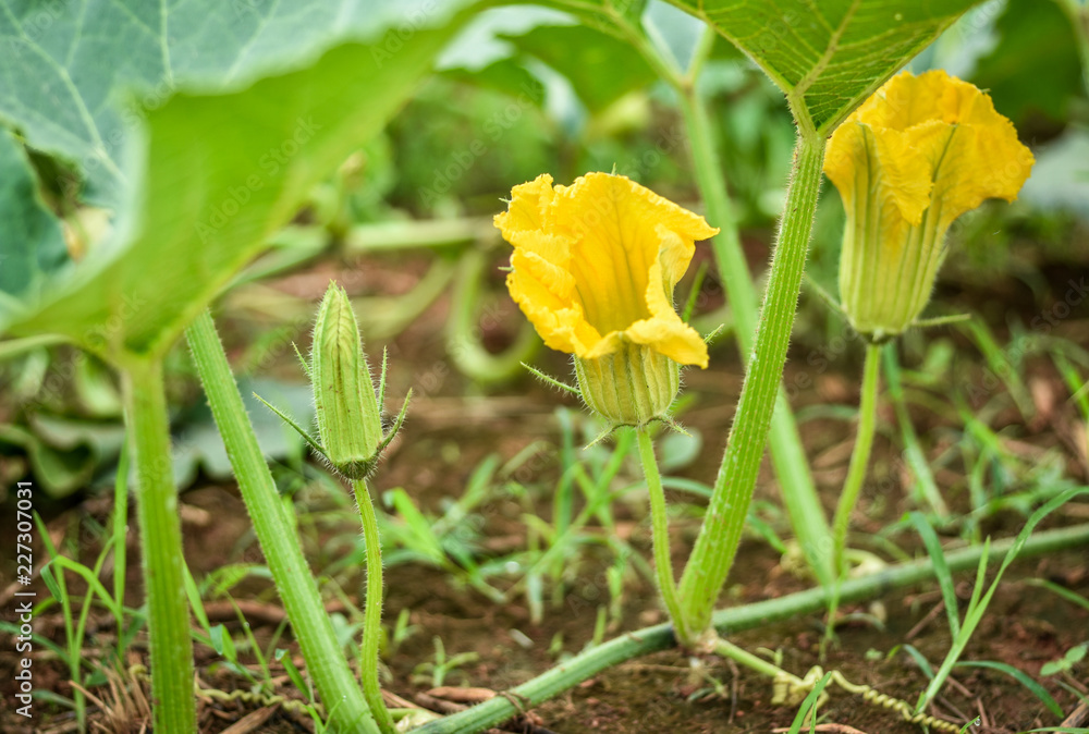 Young tiny Japanese pumpkin or dwarf pumpkin with the yellow flowers on ...