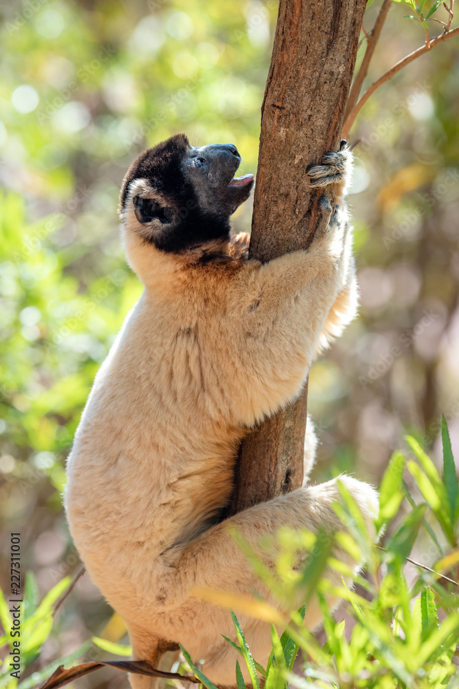 Crowned sifaka Lemur in trees and nature. Madagascar animals wildlife ...