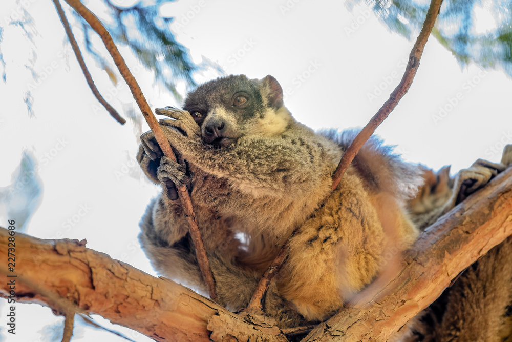 Mongoose Lemur in trees and nature. Madagascar animals wildlife, wild ...