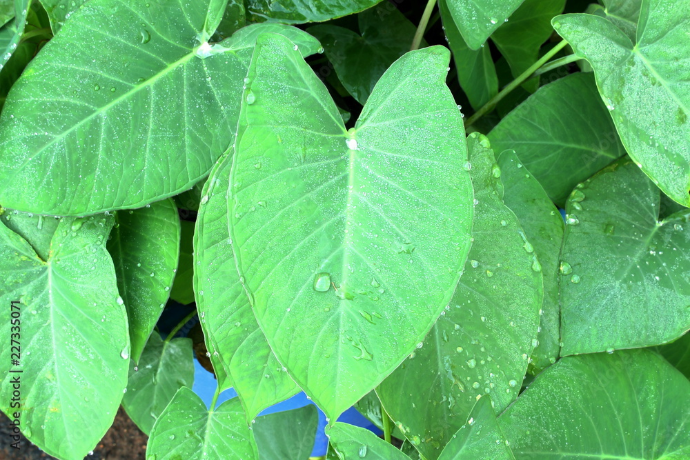 indian vegetable arvi patra or elephant leaves for indian gujarati food ...