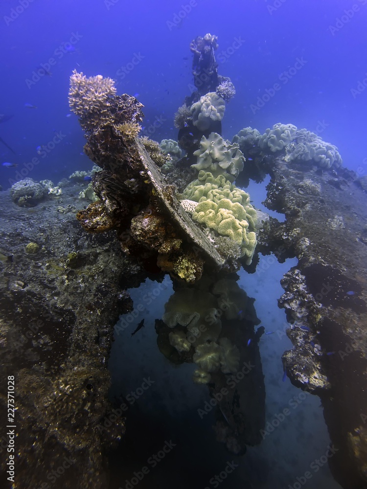 The coral encrusted ship screw and rudder of a cargo ship of the ...