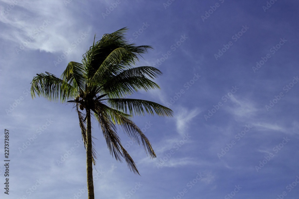 A single palm tree set to the left side of the image frame. Stock Photo ...