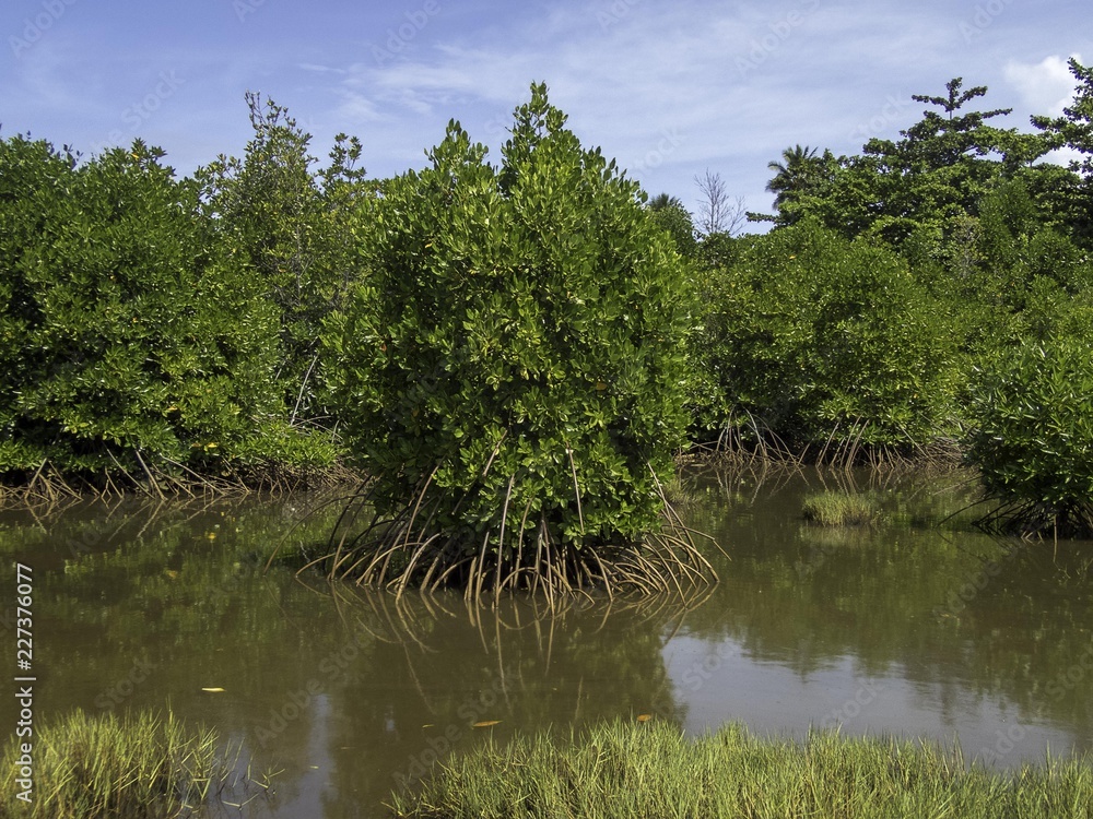 The mangroves on Tonoas Island, Chuuk State (also known as Truk Lagoon ...