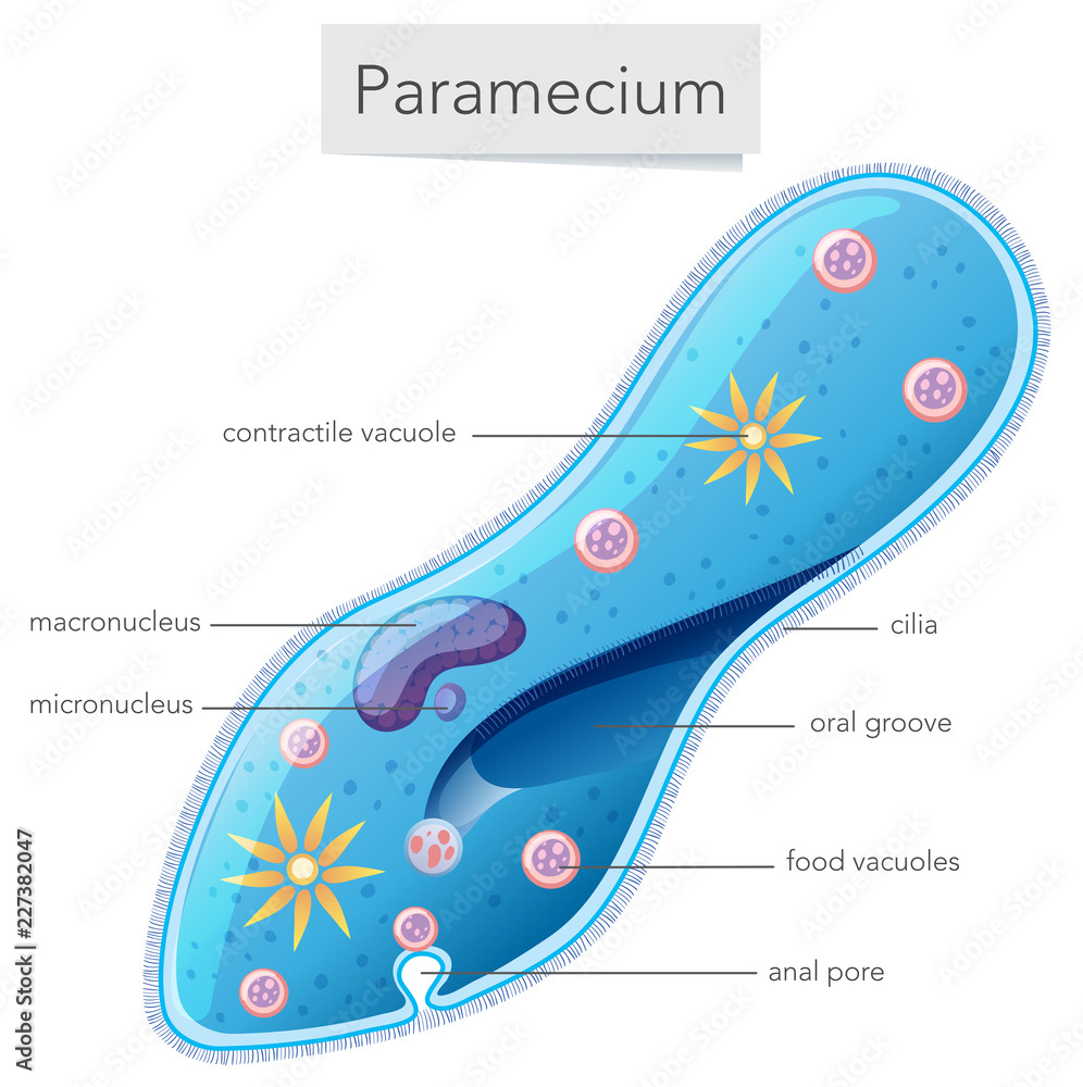 Paramecium bacteria science diagram vector de Stock | Adobe Stock