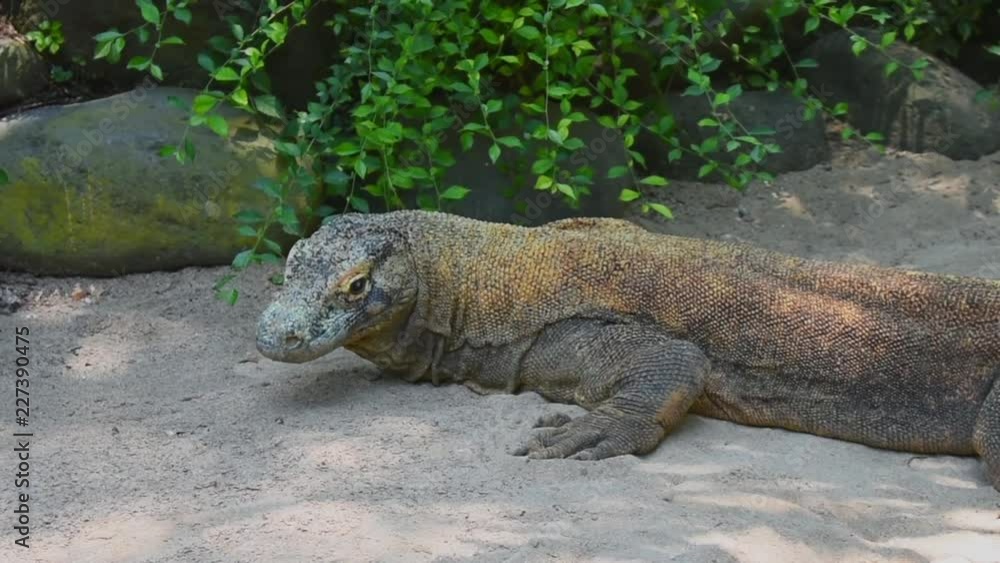 Komodo dragons are the largest, heaviest lizards in the world and one ...