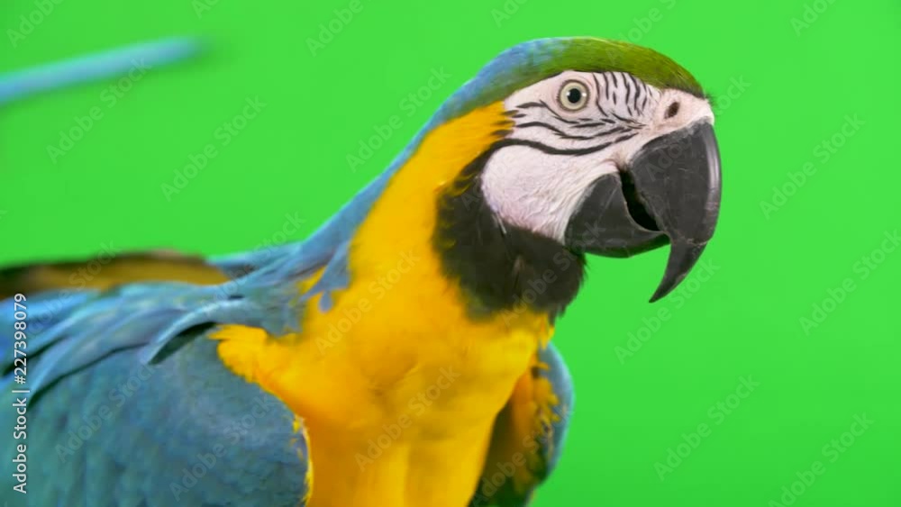 Close-up side view of a blue yellow macaw parrot slowly walking on ...