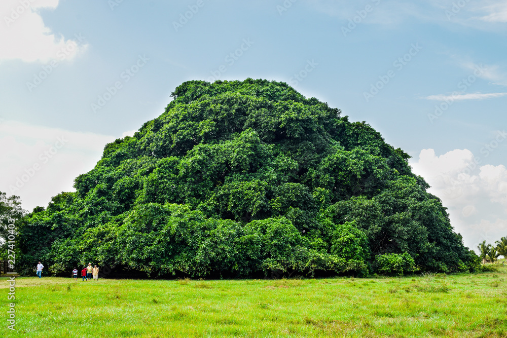 El Árbol de Guacarí, el más grande de Colombia en en San Marcos (Sucre ...