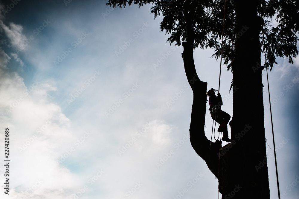 treeclimber above tree to perform pruning and felling arboriculture ...