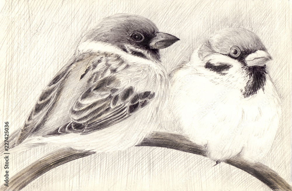 Two Sparrows Drawing