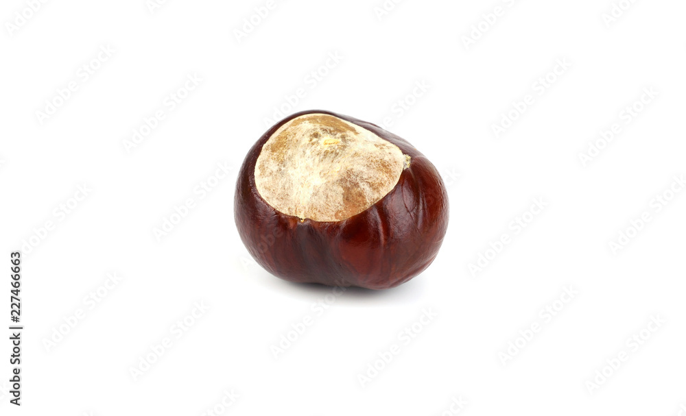 Conker Nut