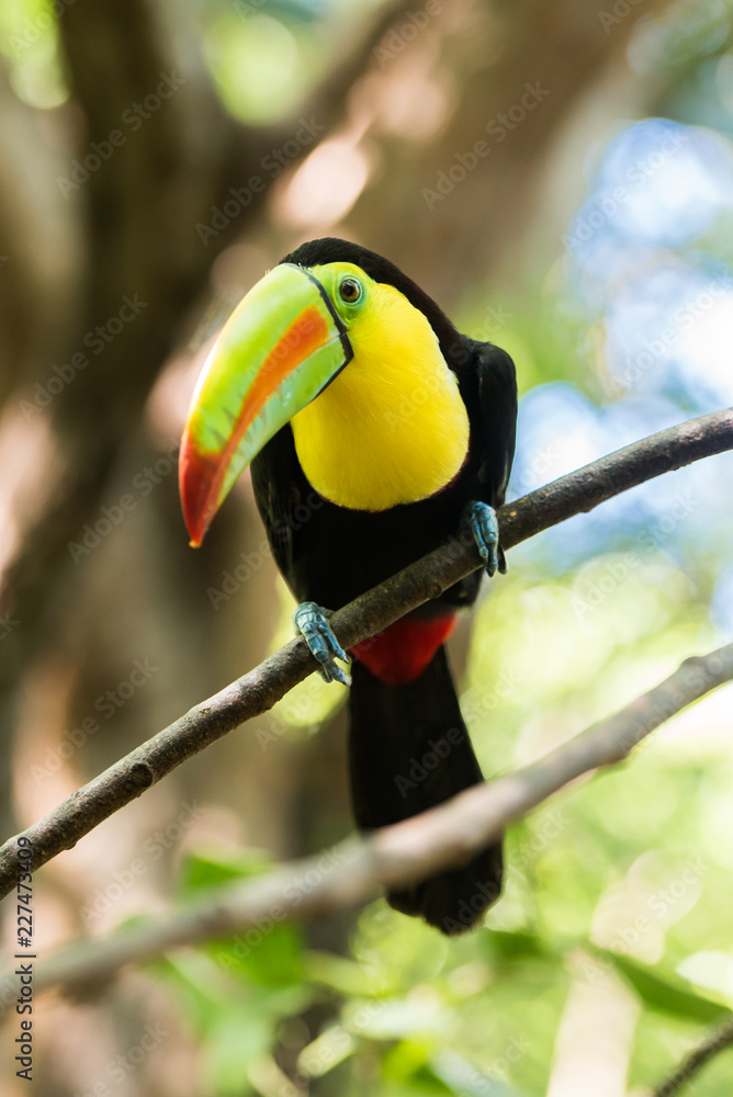 Tukan im Baum Stock Photo | Adobe Stock
