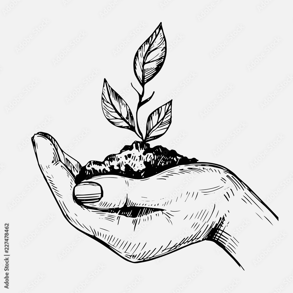 Hand hold plant. Hand drawn illustration converted to vector Stock ...