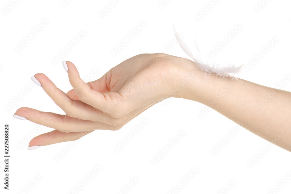 White feather in the female hand beauty care skin on a white background ...