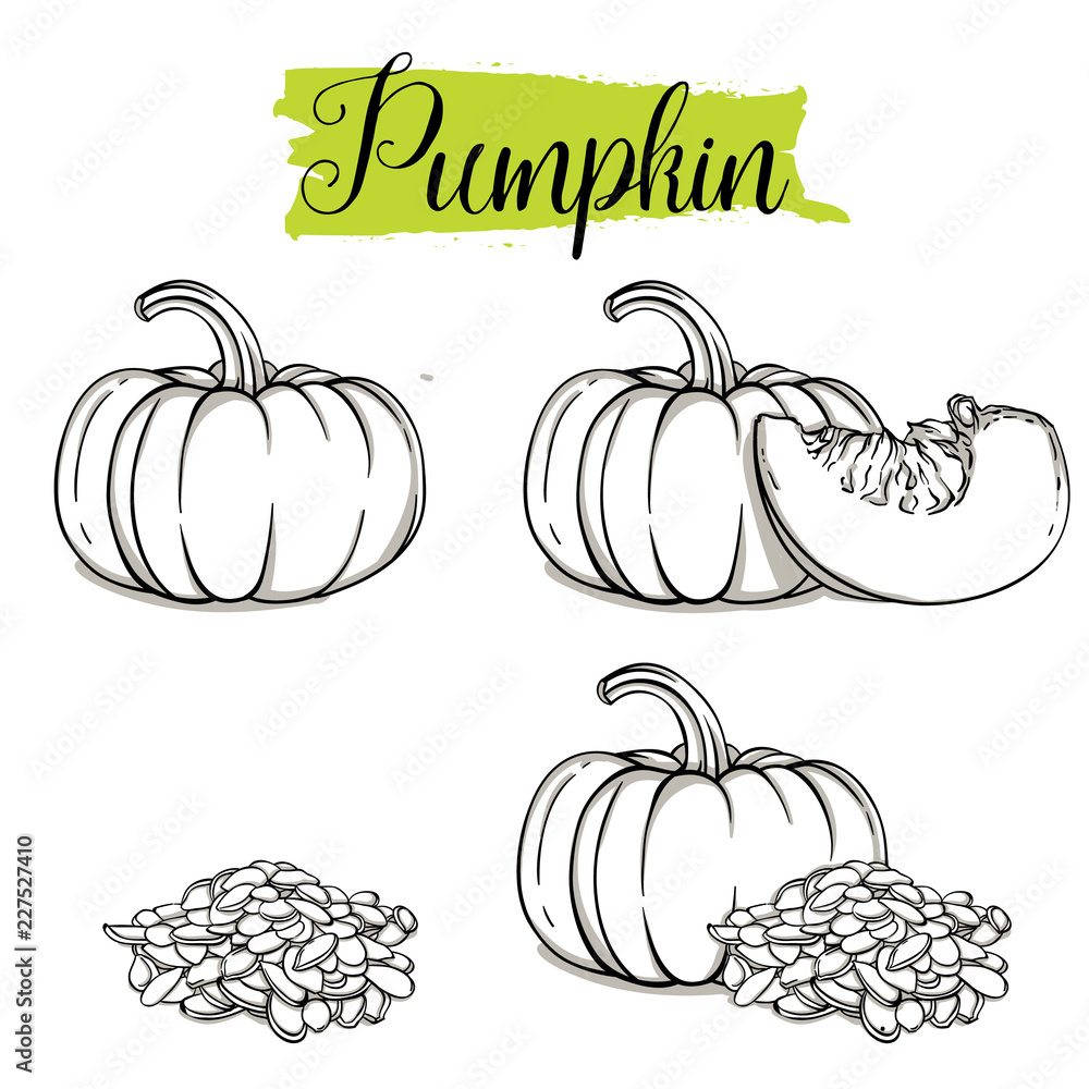 Beautiful vector hand drawn Pumpkin, seeds. Organic food, vector doodle ...