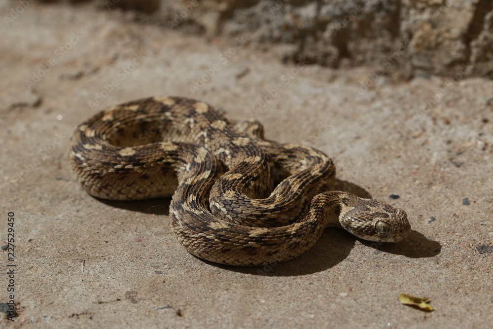 Saw Scaled Viper Stock Photo | Adobe Stock