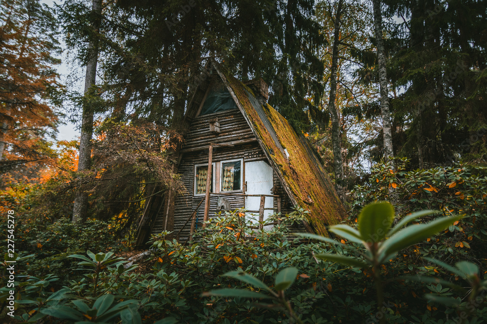 Abandoned wooden house in woods surrounded by plants. Cabin hidden ...