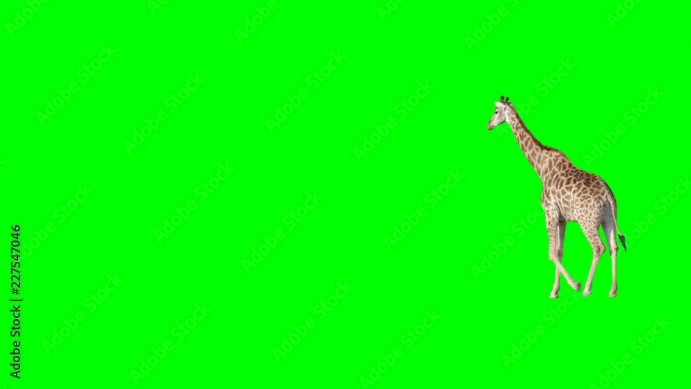 African giraffe slowly walking across the frame on green screen, real ...