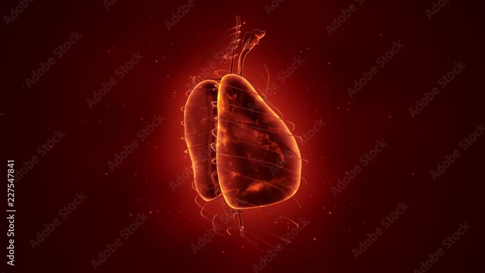 Abstract background with animation of rotation realistic Human Lungs ...