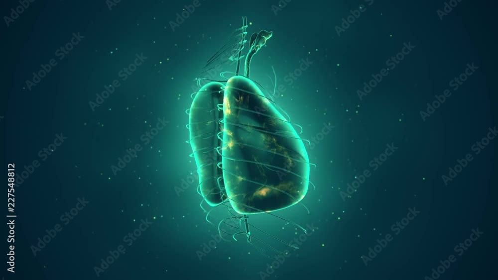 Abstract background with animation of rotation realistic Human Lungs ...