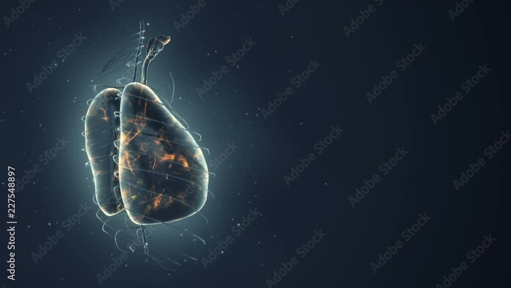 Abstract background with animation of rotation realistic Human Lungs ...