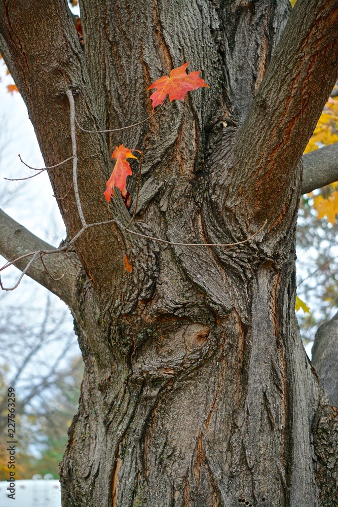 Croton-on-Hudson, New York, USA: The trunk of a large maple tree (Acer ...