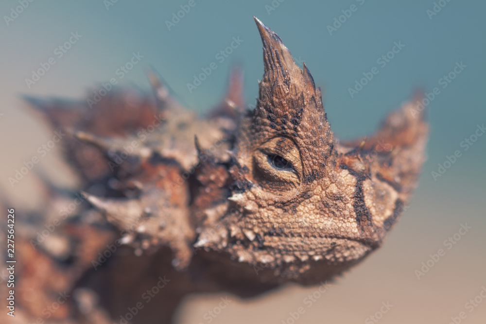 Wild australian thorny devil (Moloch horridus) lizard portrait Stock ...