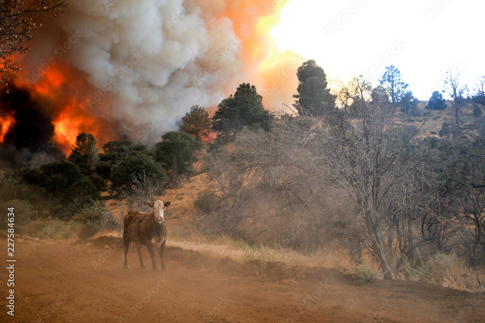 Wildland Fire Stock Photo | Adobe Stock