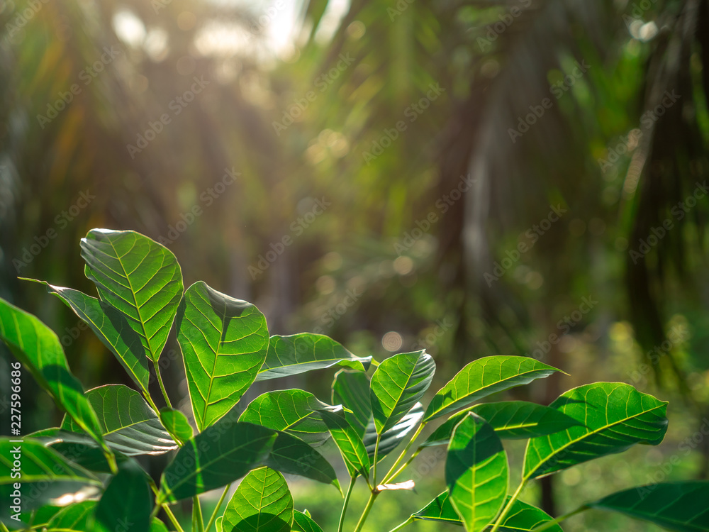 Selective focus on foreground at green leaves on top of tree with ...