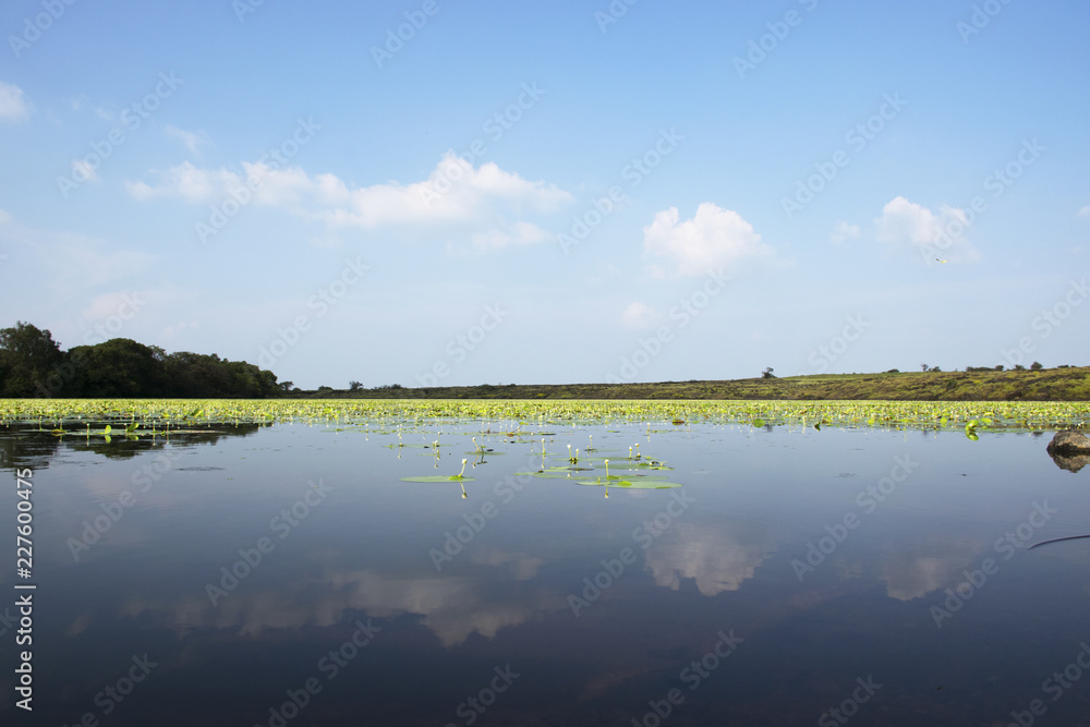 Kaas lake at the top of Kaas plateau with White Lotus growing Stock ...