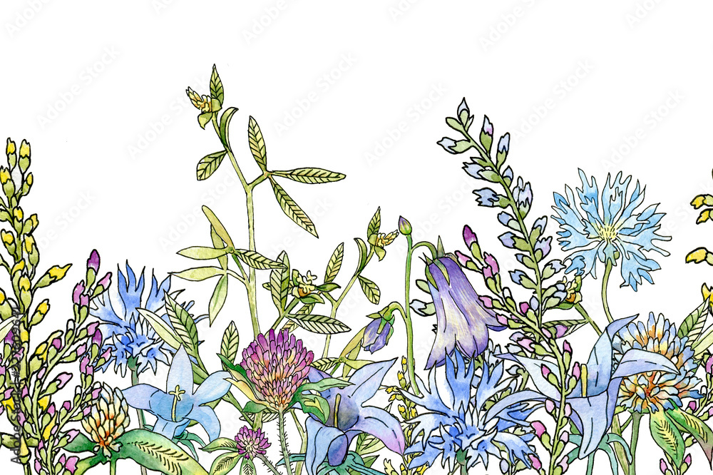 Seamless rim. Border with Herbs and wild flowers, leaves. Botanical ...