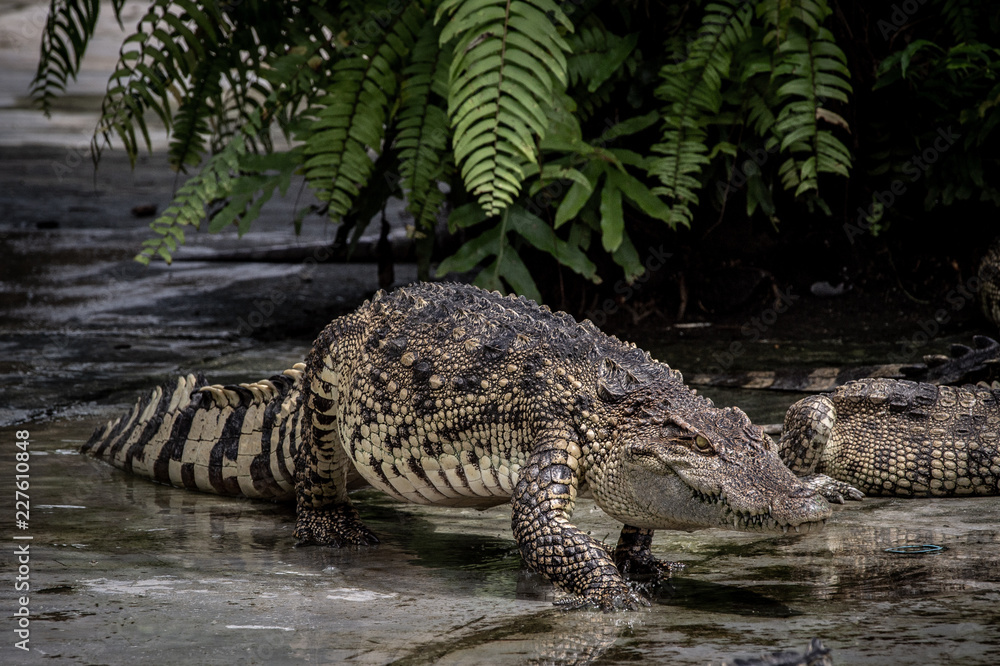 Portrait of freshwater Crocodile in a farm in Thailand, Phuket ...