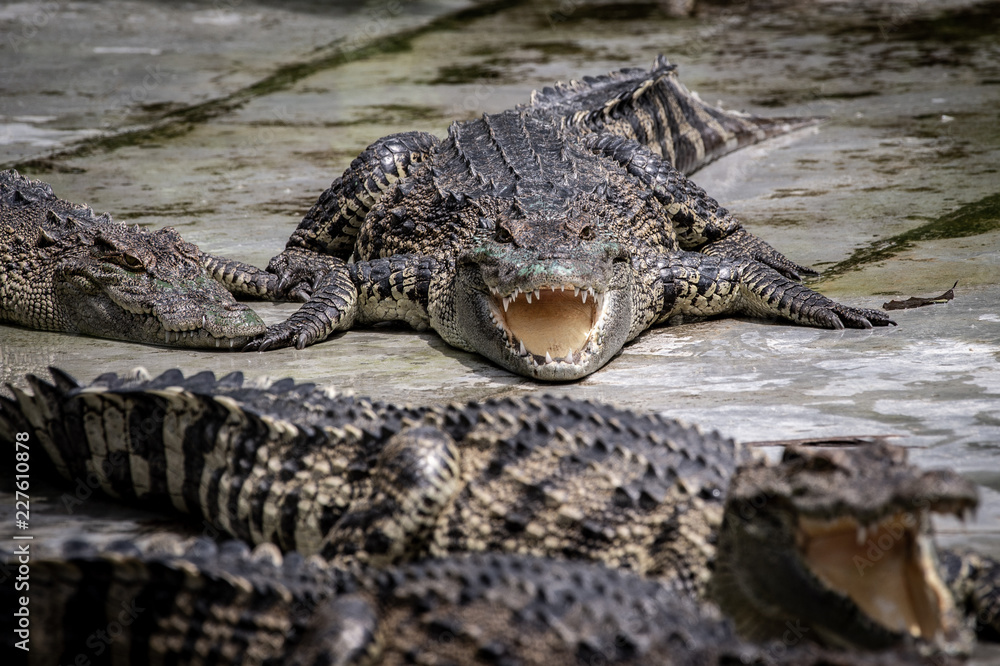 Portrait of freshwater Crocodile in a farm in Thailand, Phuket ...