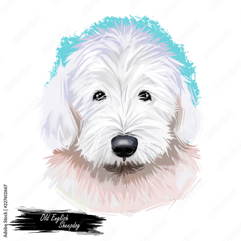 Old English sheepdog used to watch livestock at farms isolated digital ...