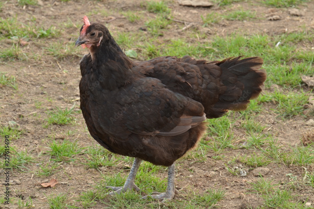 een krielkip in een weitje op een boerderij in Zuid-Limburg Stock Photo ...