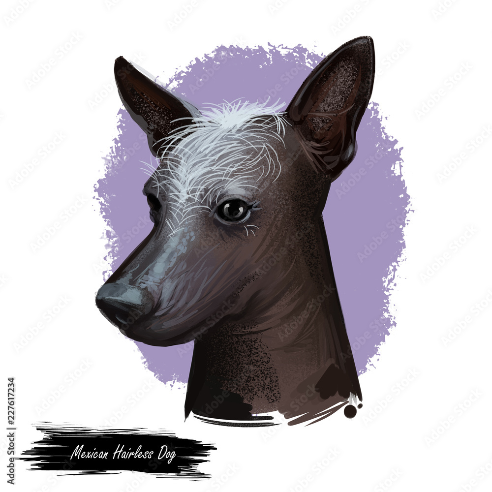 Mexican hairless dog, breed xoloitzcuintli, digital art illustration ...