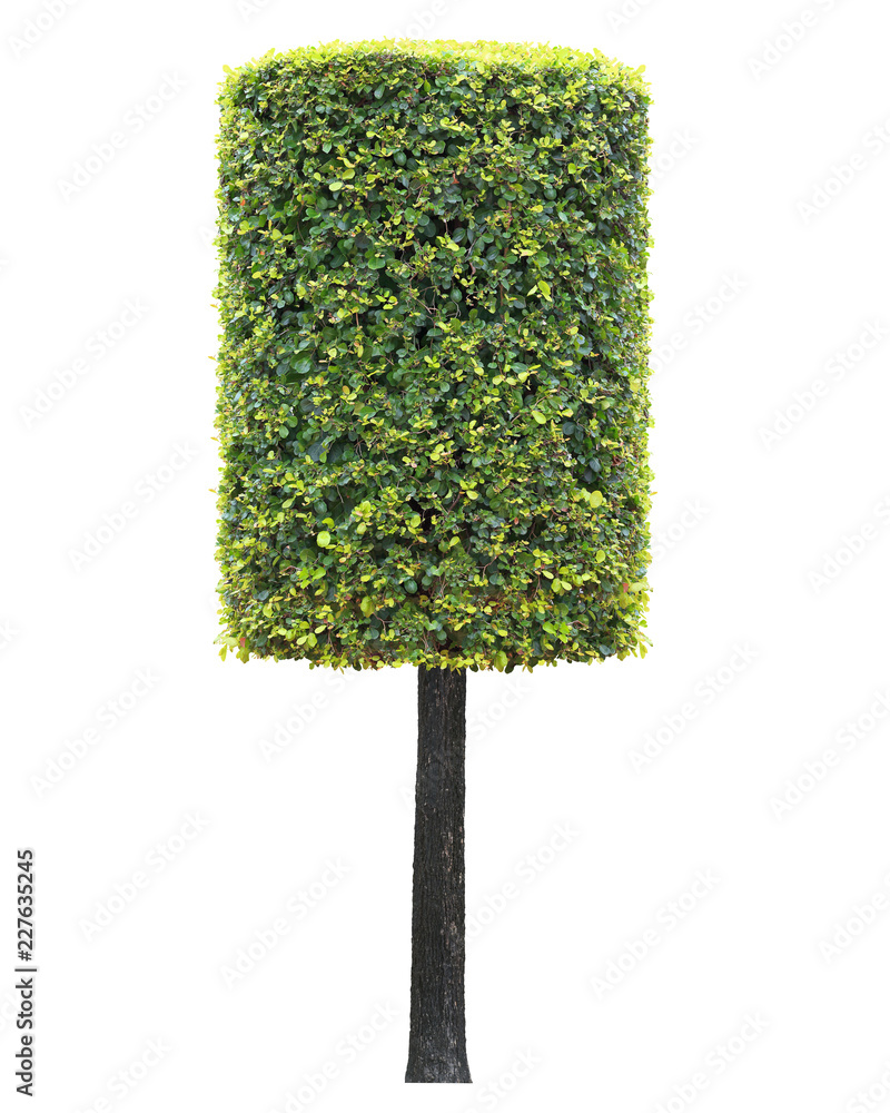 Cylinder column shape topiary tree isolated on white background for ...
