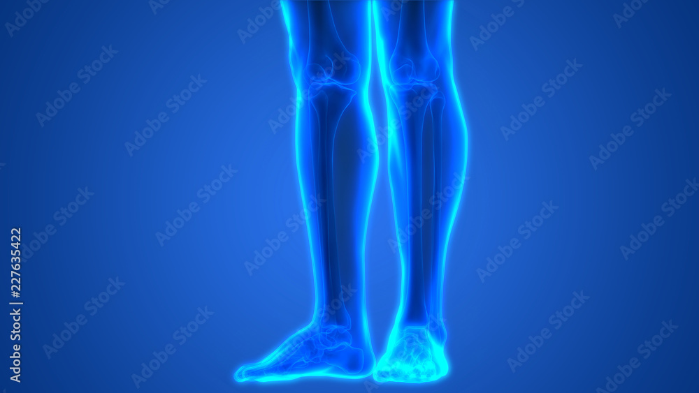 Human Skeleton System Leg Joints Anatomy Stock Illustration | Adobe Stock