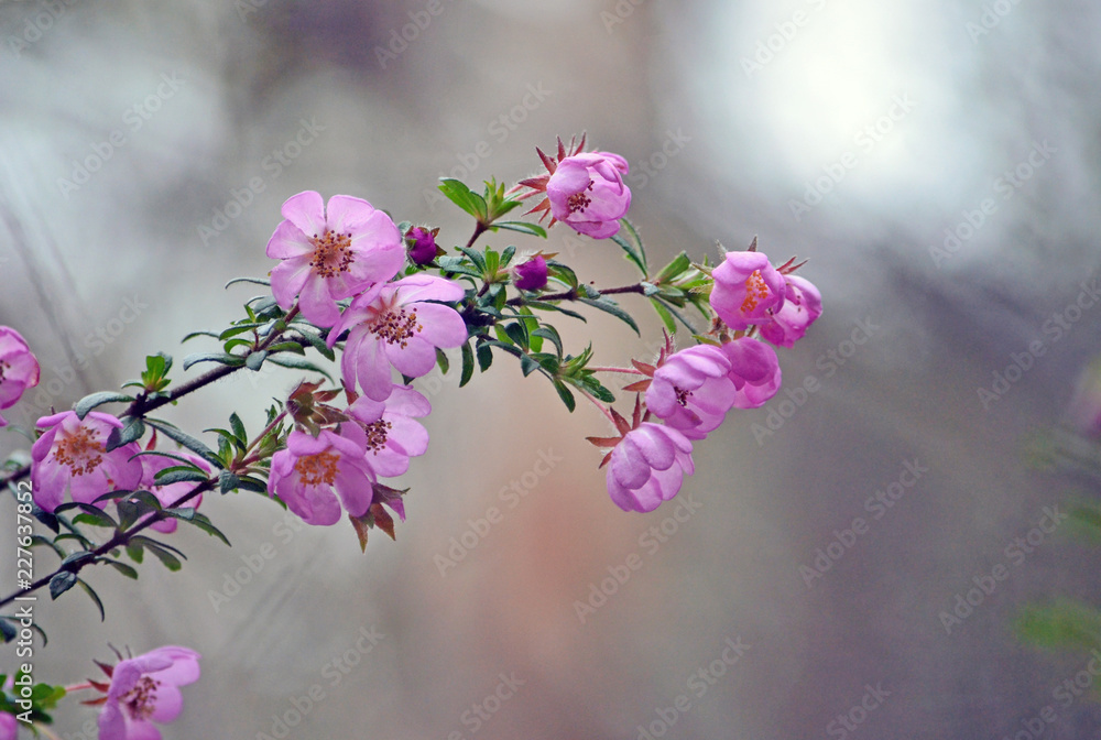 Pink flowers of the Australian native River Rose, Bauera rubioides ...