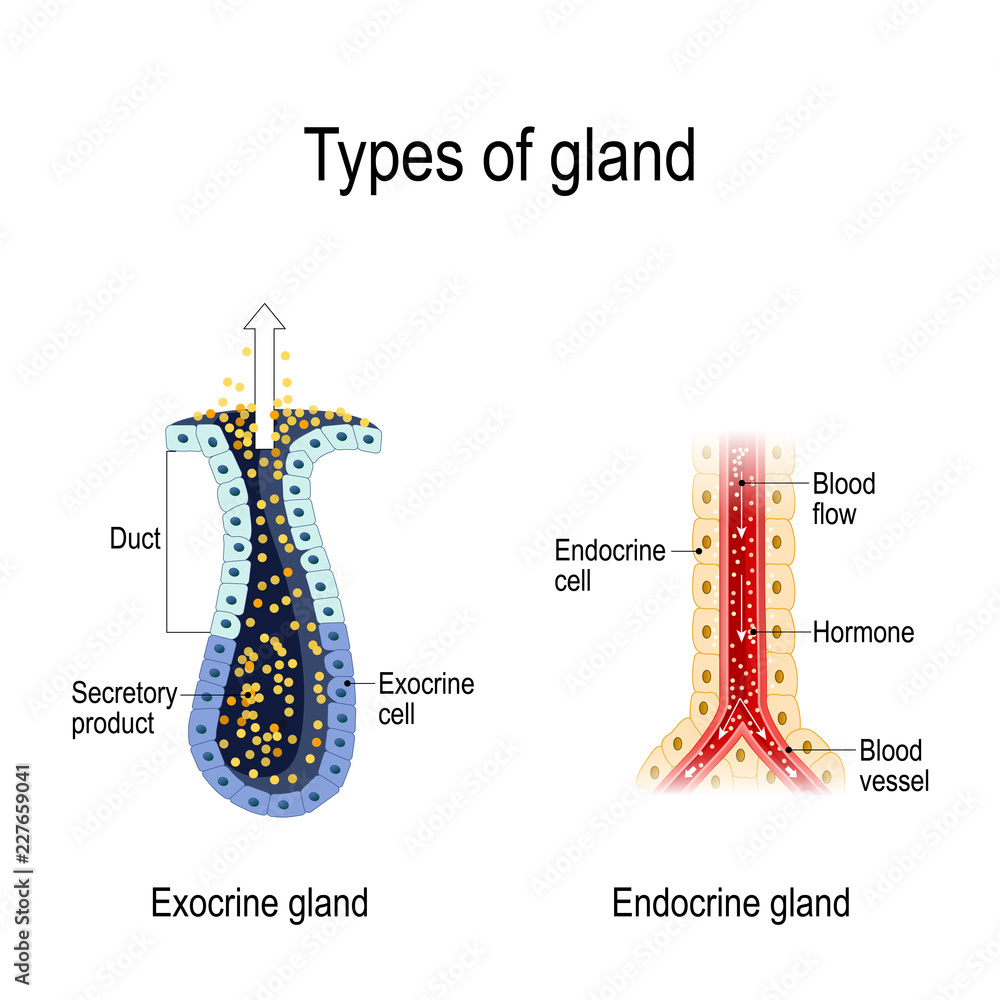 Anatomy of an Endocrine and exocrine glands. Stock Vector | Adobe Stock Anatomy of an Endocrine and exocrine glands. Stock Vector | Adobe Stock