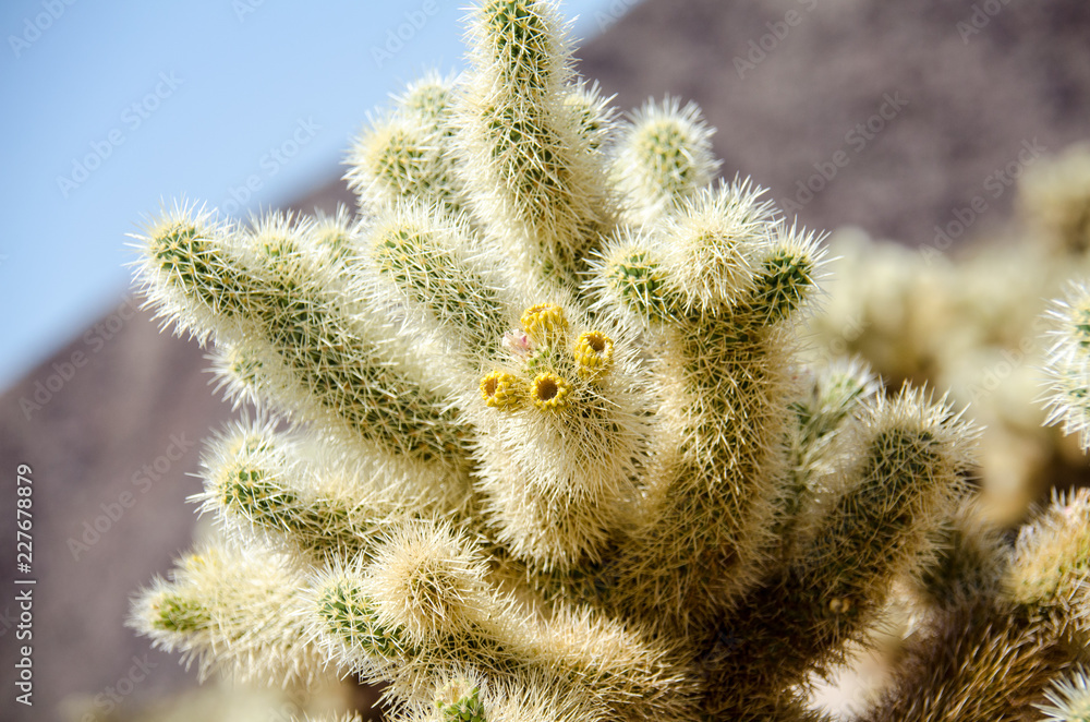 Jumping Cholla cactus (also known as Cylindropuntia) garden in Joshua ...