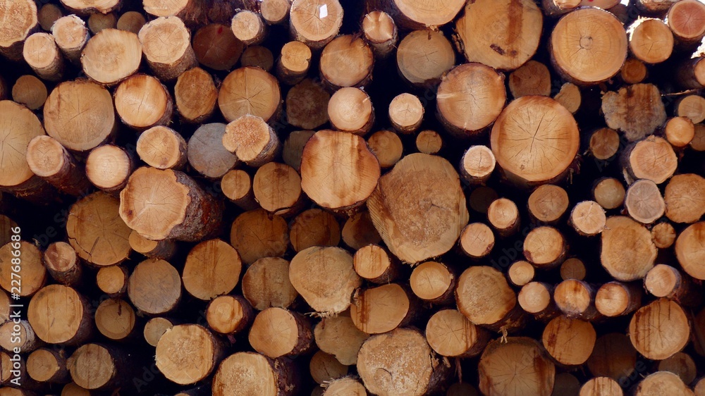 Log Cross Section Stock Photo | Adobe Stock