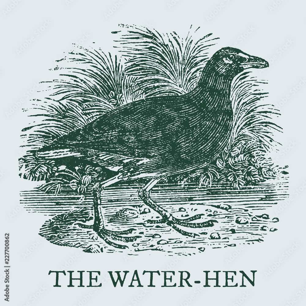 Vecteur Stock The water-hen. Illustration after vintage woodcut ...