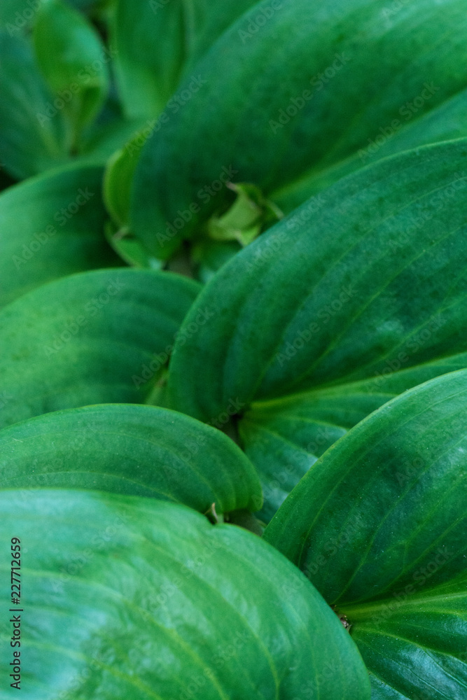 Green leaves form braids Stock Photo | Adobe Stock