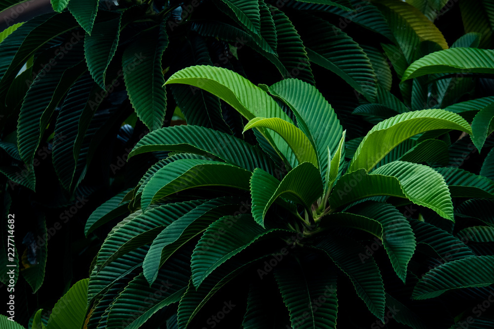 Green Big Leaf Background : Look and feel of Tropical Forest and Nature ...