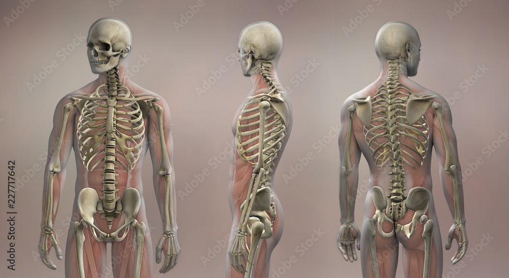 Skeletal Anatomy Male Front and Back Stock Illustration | Adobe Stock
