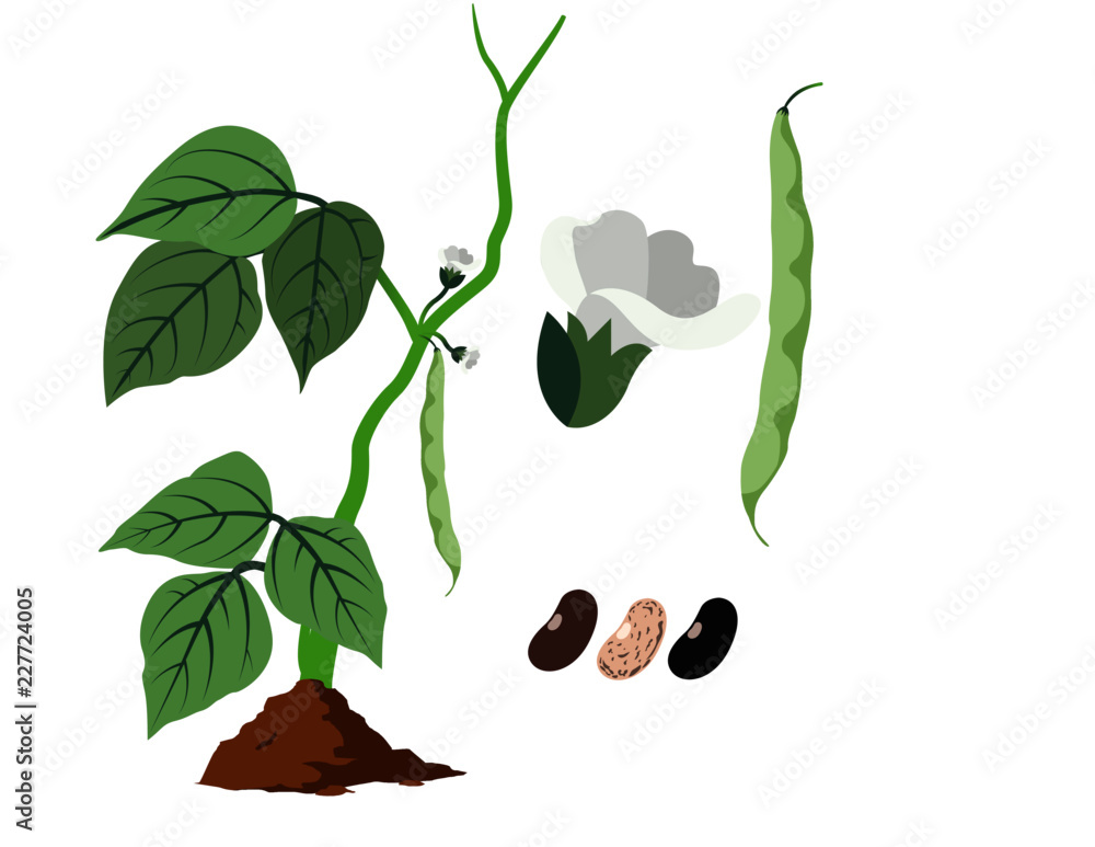 Planta de Frijol vector de Stock | Adobe Stock