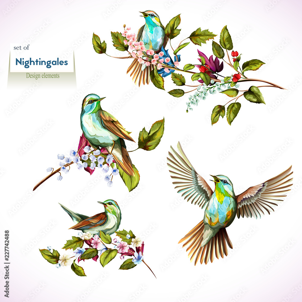 Nightingale on branches with leaves. Set of four birds. Hand drawn ...