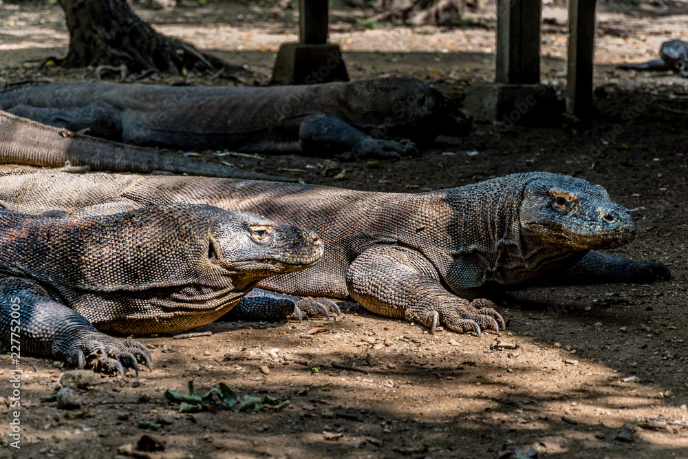 Komodo Dragon, Biggest Lizard -Komodo National Park, Indonesia, Asia ...