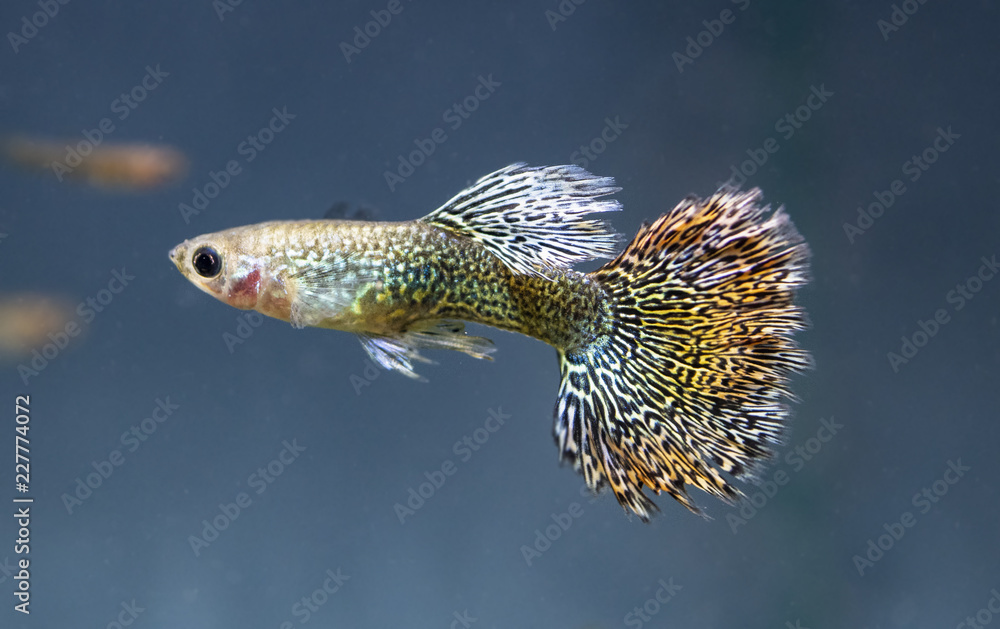 Póster Guppy (Poecilia reticulata), also known as rainbow fish, is one ...